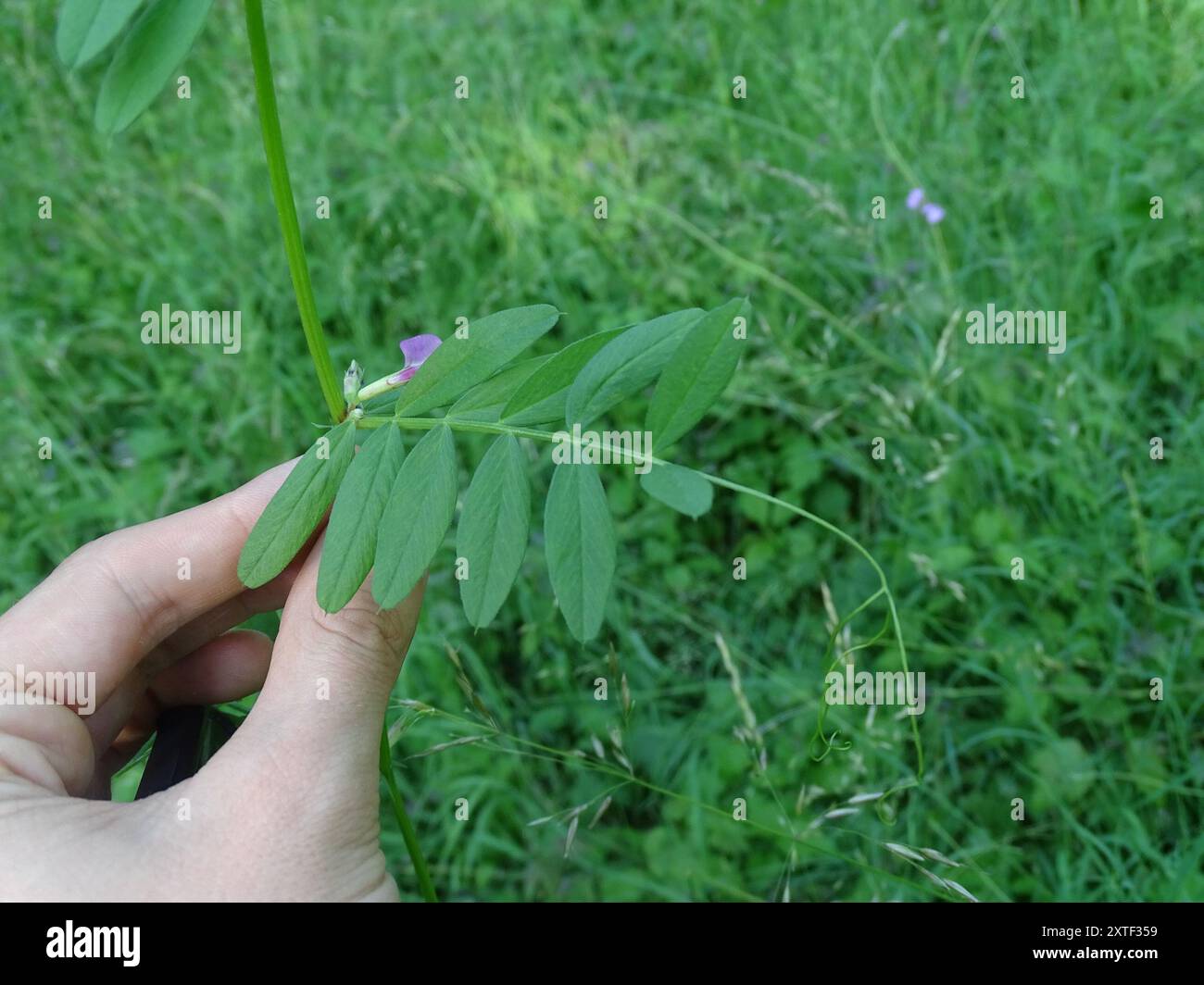 Common Vetch (Vicia sativa) Plantae Stock Photo - Alamy