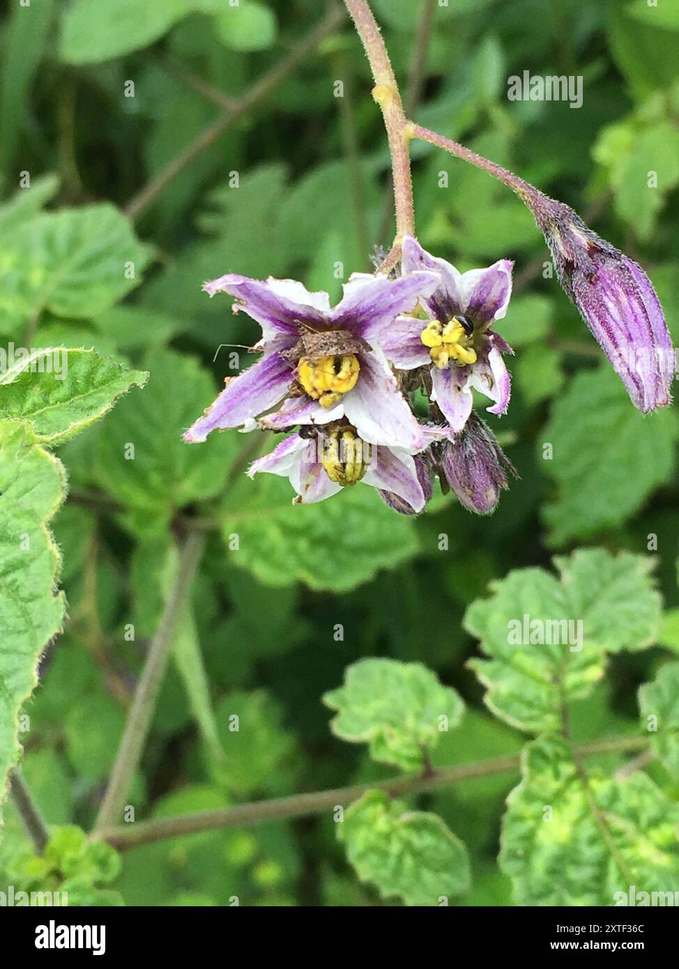 nightshades (Solanum) Plantae Stock Photo - Alamy