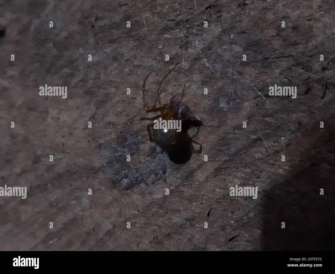 Nesticodes rufipes hi-res stock photography and images - Alamy