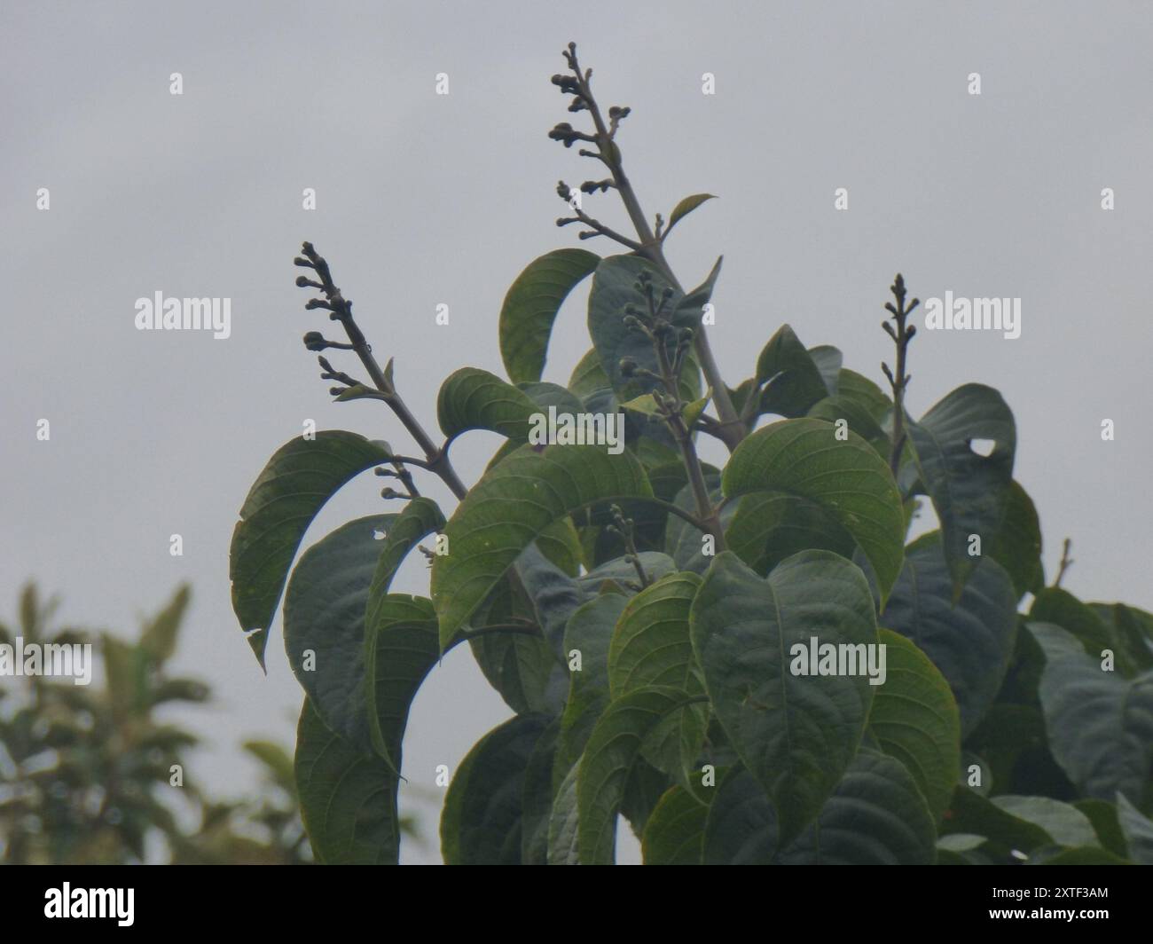 (Trichanthera gigantea) Plantae Stock Photo - Alamy