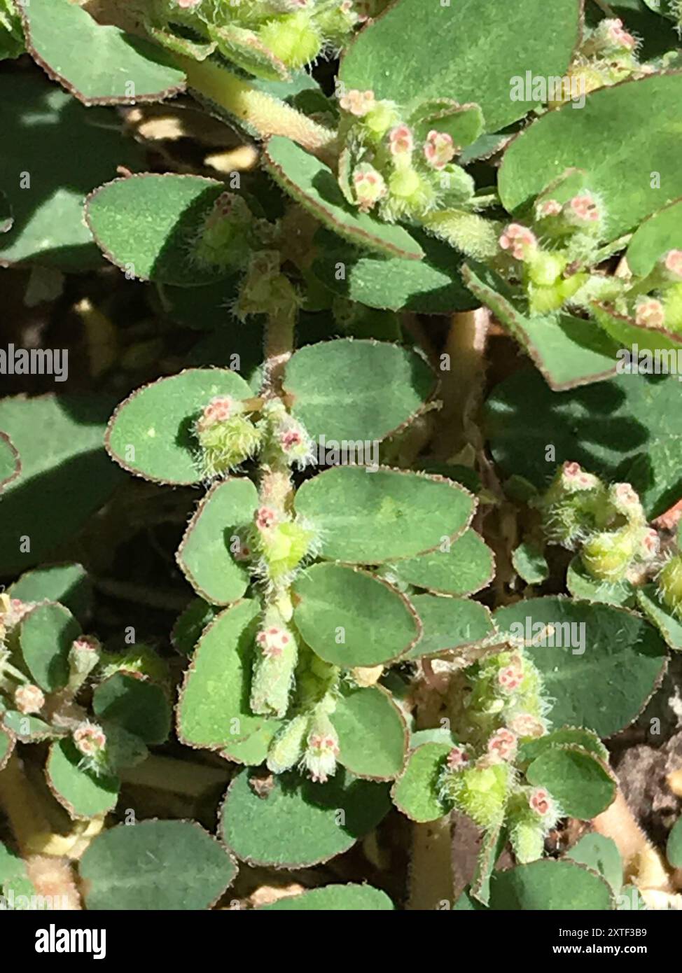 prostrate sandmat (Euphorbia prostrata) Plantae Stock Photo - Alamy