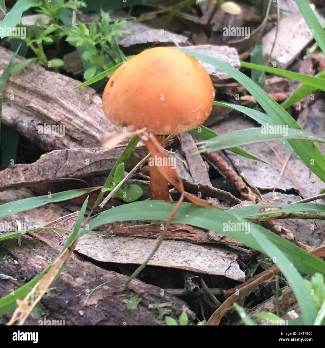 Chip Cherries (Leratiomyces ceres) Fungi Stock Photo - Alamy