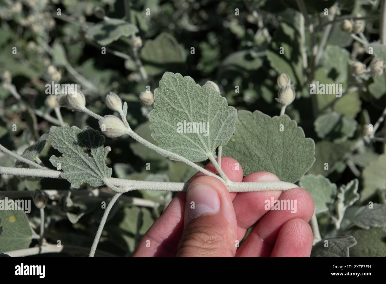 fragrant-snow bushmallow (Malacothamnus jonesii niveus) Plantae Stock ...