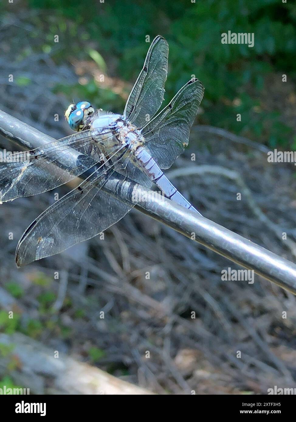 Great Blue Skimmer (Libellula vibrans) Insecta Stock Photo - Alamy