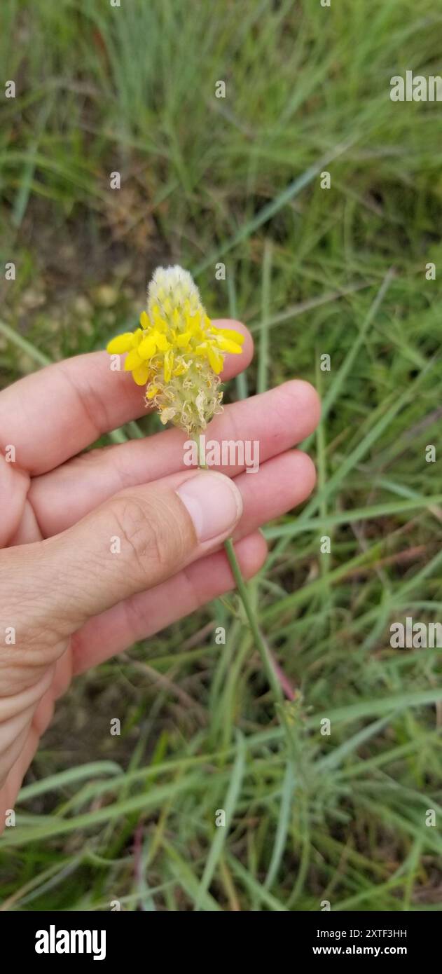 Golden dalea hi-res stock photography and images - Alamy