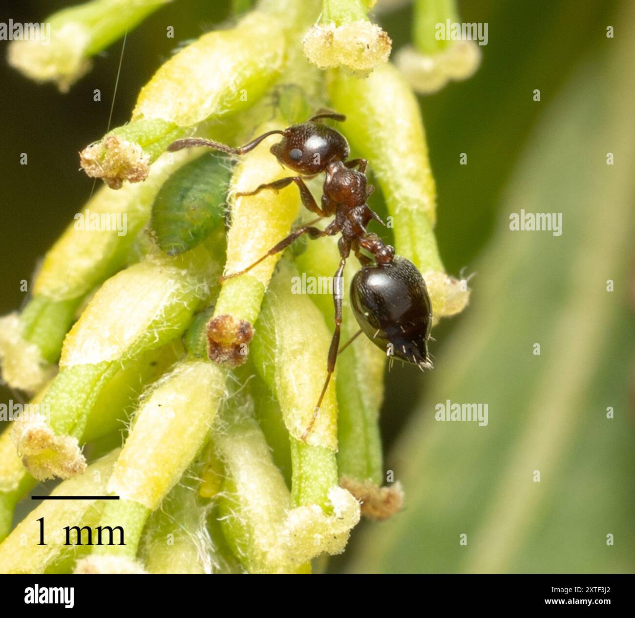 Cherry Acrobat Ant (Crematogaster cerasi) Insecta Stock Photo - Alamy