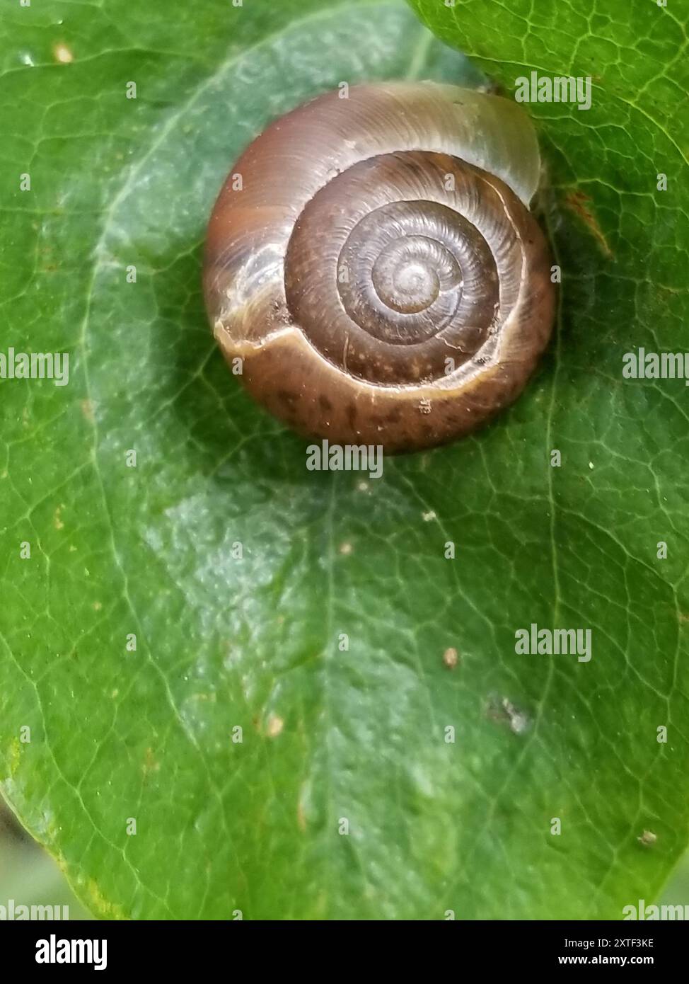White-lip Globe Snail (Mesodon thyroidus) Mollusca Stock Photo - Alamy