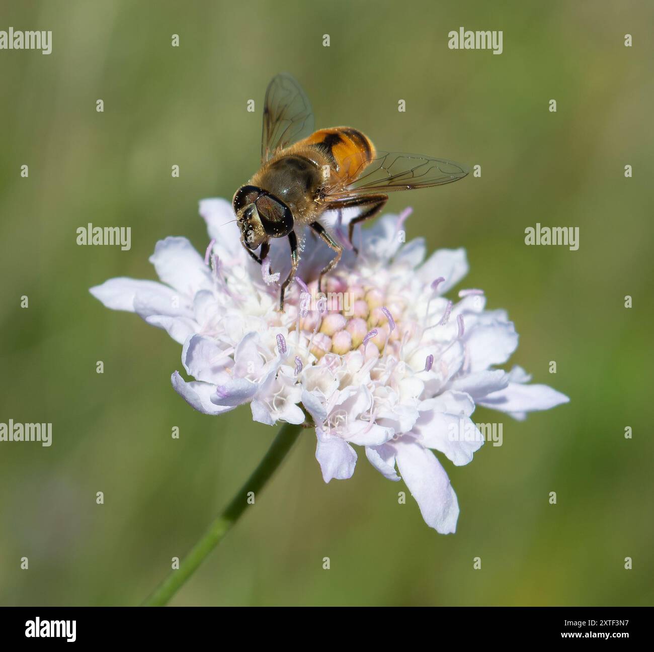 Common Drone Fly (Eristalis tenax) Insecta Stock Photo - Alamy