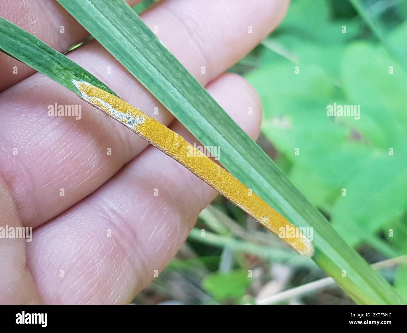 Epichloe hi-res stock photography and images - Alamy