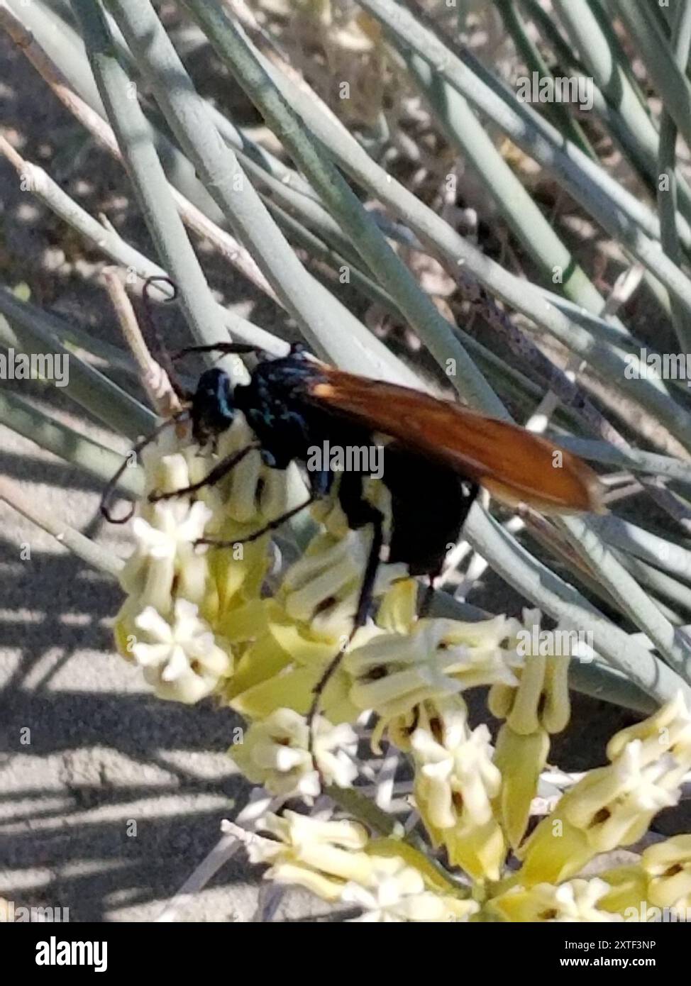 Thisbe's Tarantula-hawk Wasp (Pepsis thisbe) Insecta Stock Photo - Alamy