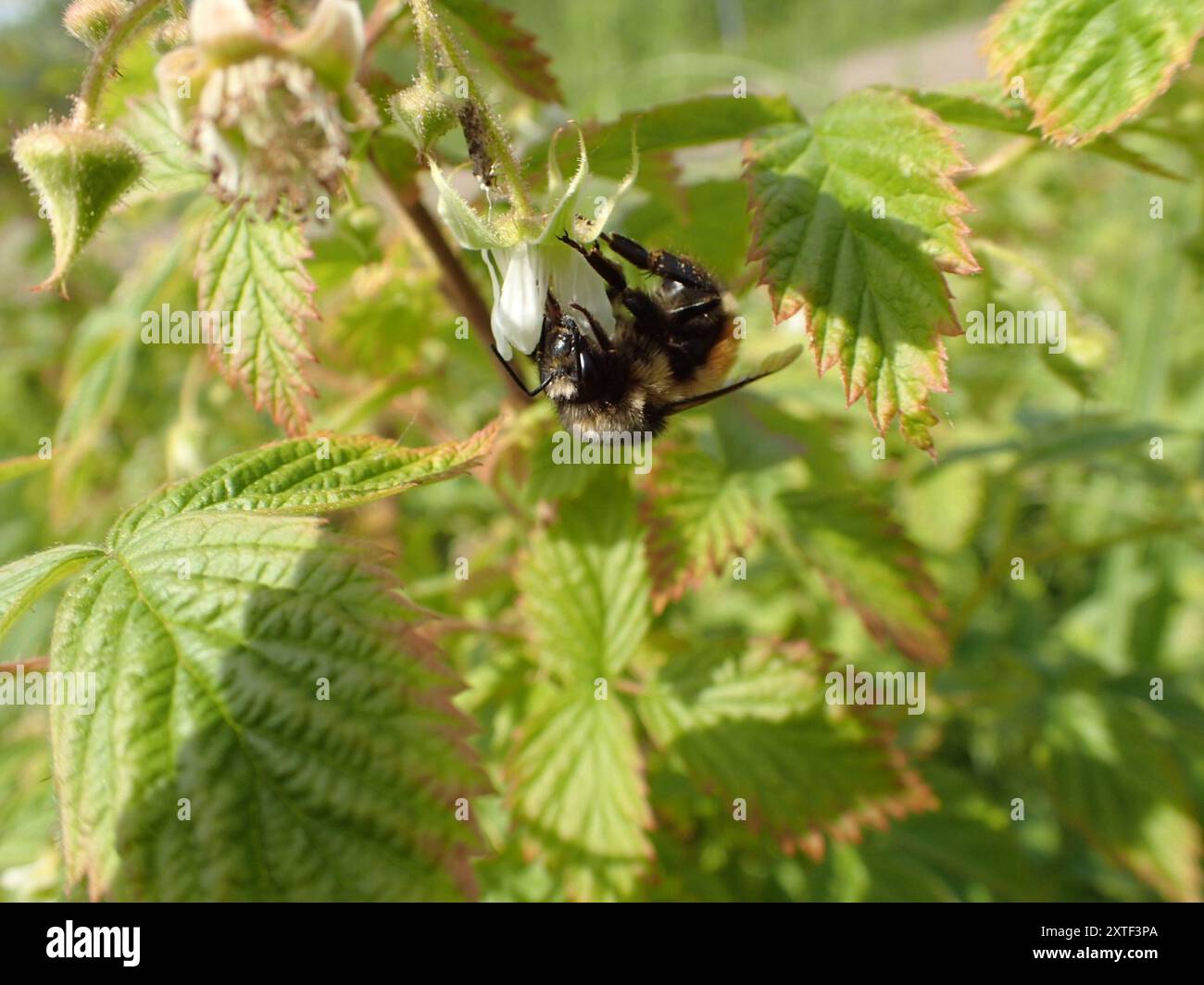 Black-tailed Bumble Bee (Bombus melanopygus) Insecta Stock Photo - Alamy