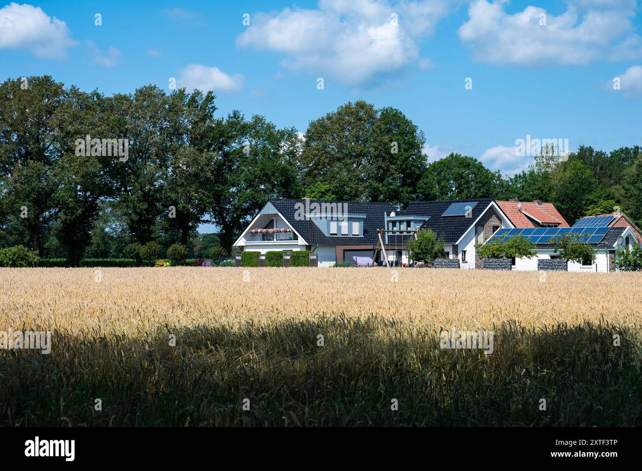 Cloppenburg, Lower Saxony, Germany, June 15, 2024 - Yellow wheat fields ...