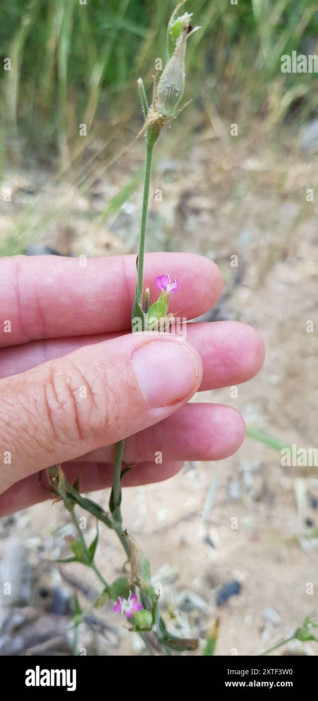 Subconica hi-res stock photography and images - Alamy