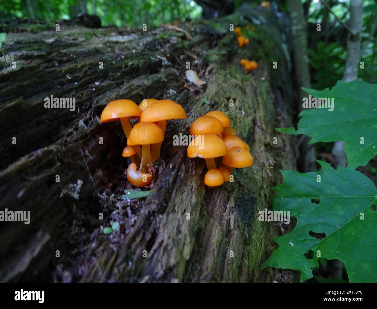 orange mycena (Mycena leaiana) Fungi Stock Photo - Alamy