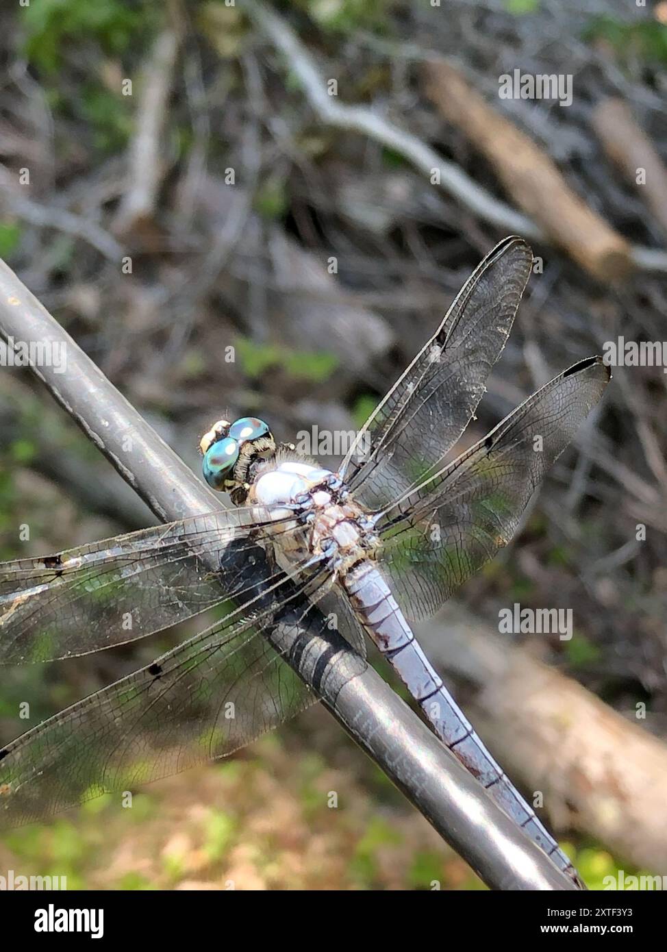 Great Blue Skimmer (Libellula vibrans) Insecta Stock Photo - Alamy