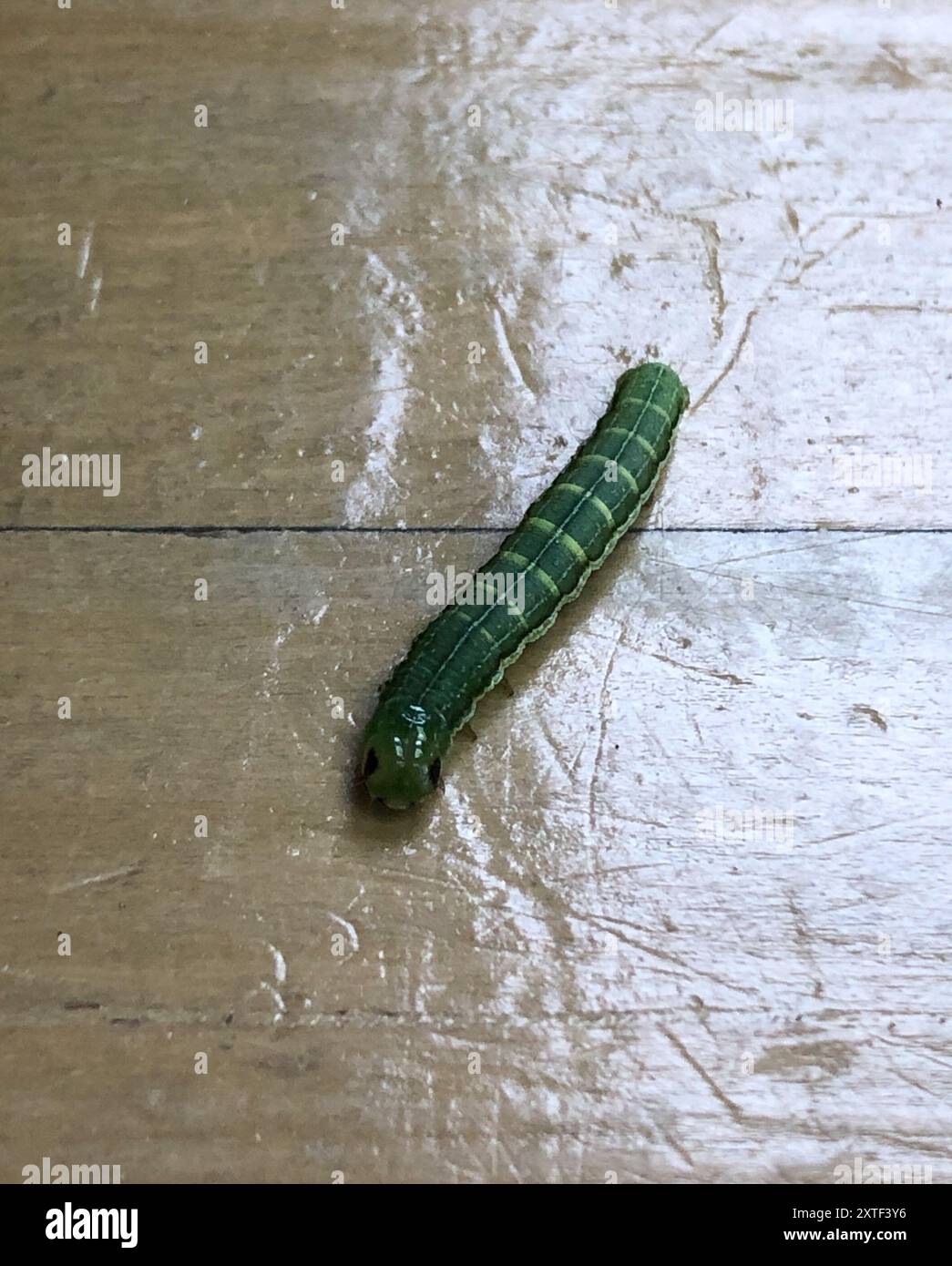 Veiled Ear Moth (Loscopia velata) Insecta Stock Photo - Alamy