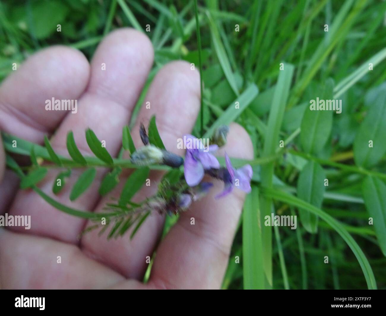 Bush Vetch (Vicia sepium) Plantae Stock Photo - Alamy