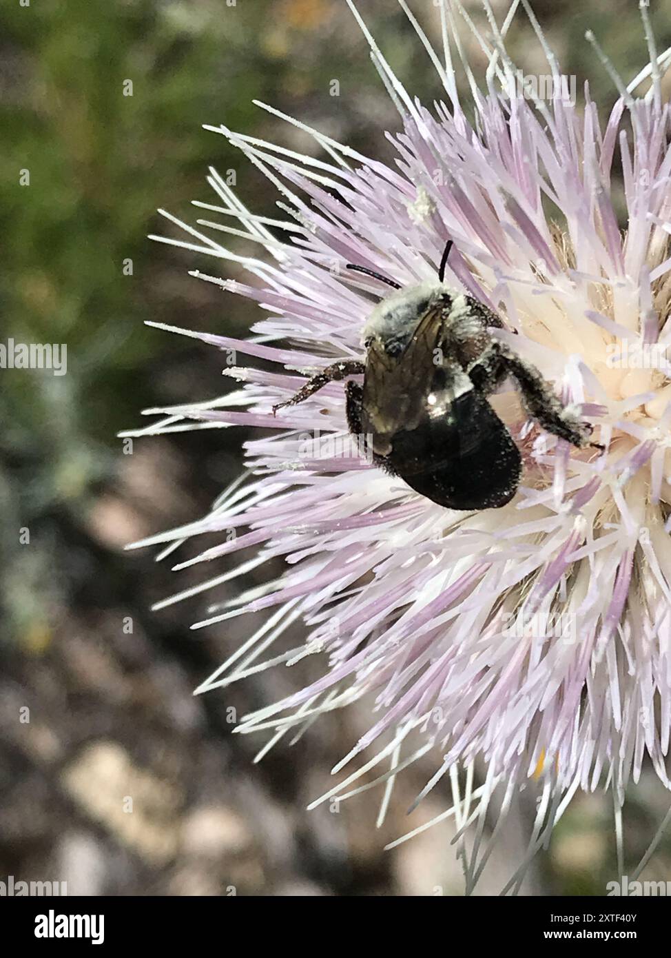 Common Digger Bees (Anthophora) Insecta Stock Photo - Alamy
