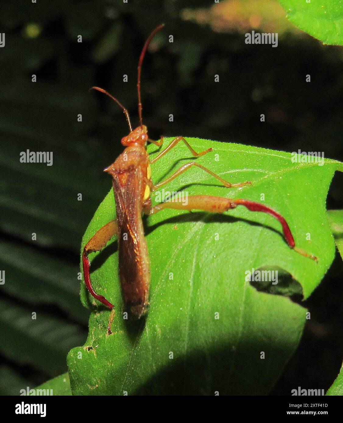 Hyalymenus hi-res stock photography and images - Alamy