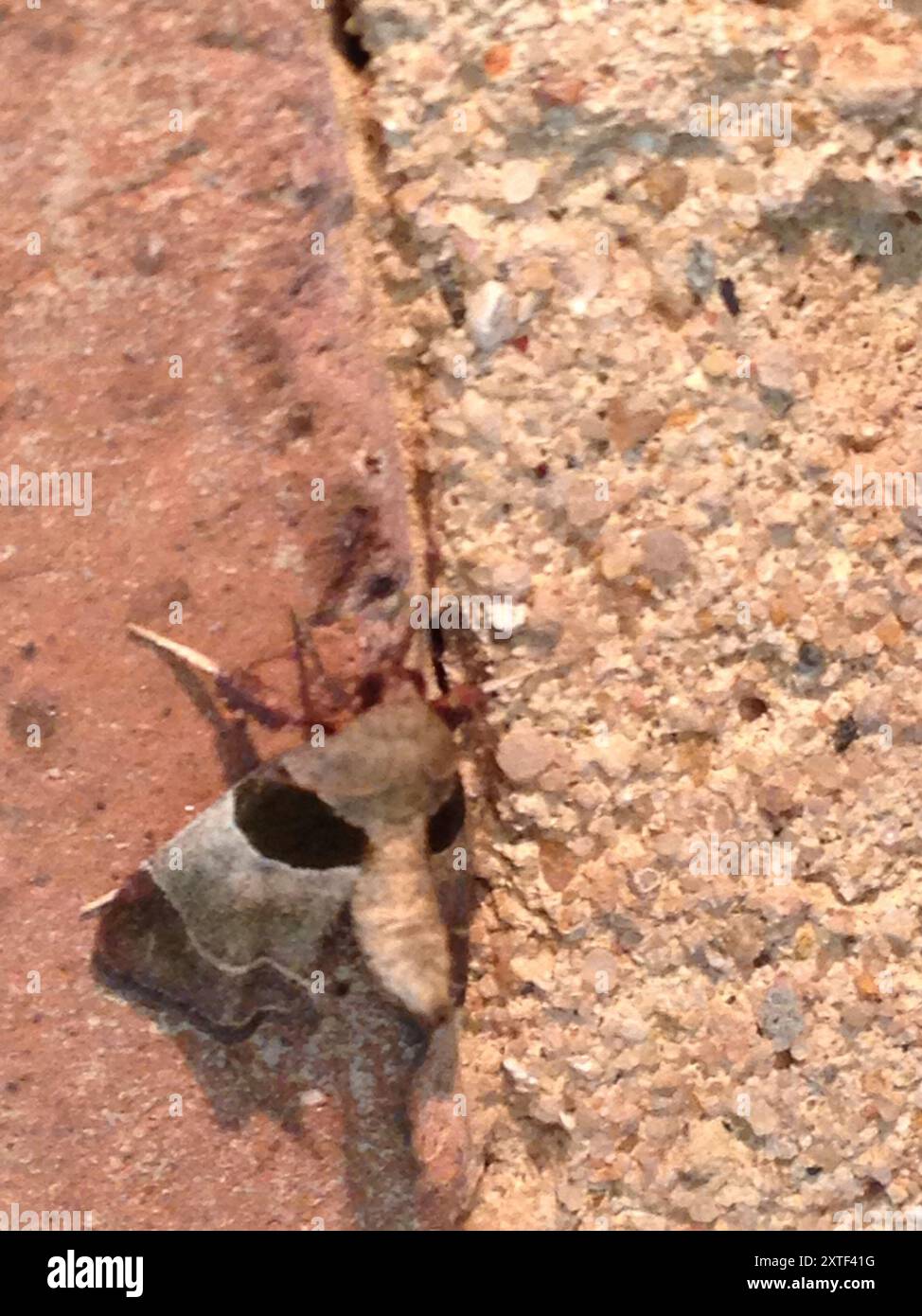 Tosale hi-res stock photography and images - Alamy