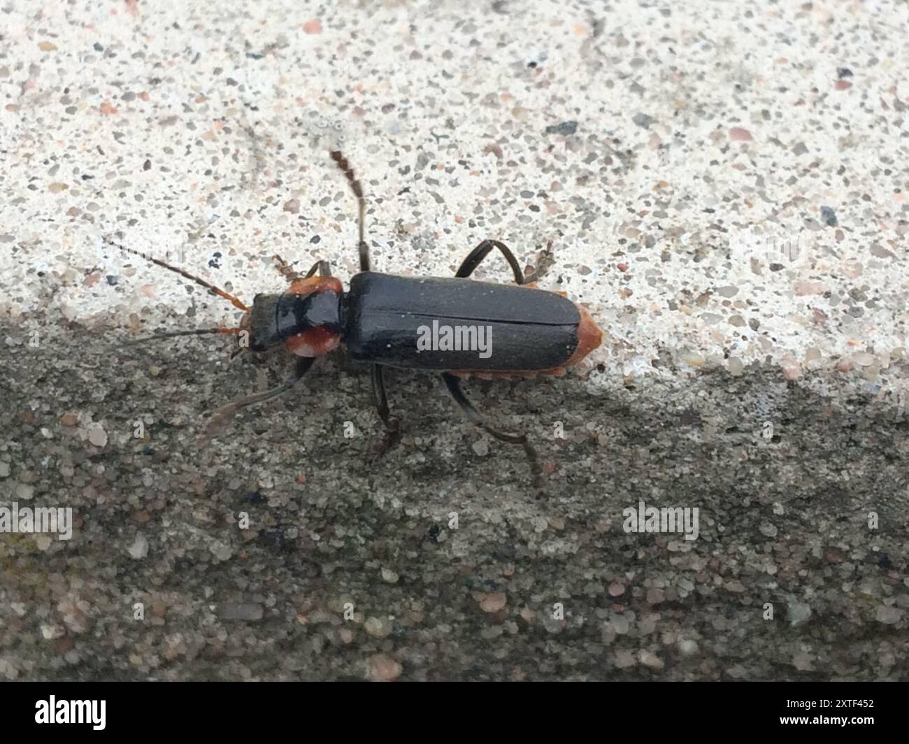 Dark Sailor Beetle (Cantharis fusca) Insecta Stock Photo - Alamy