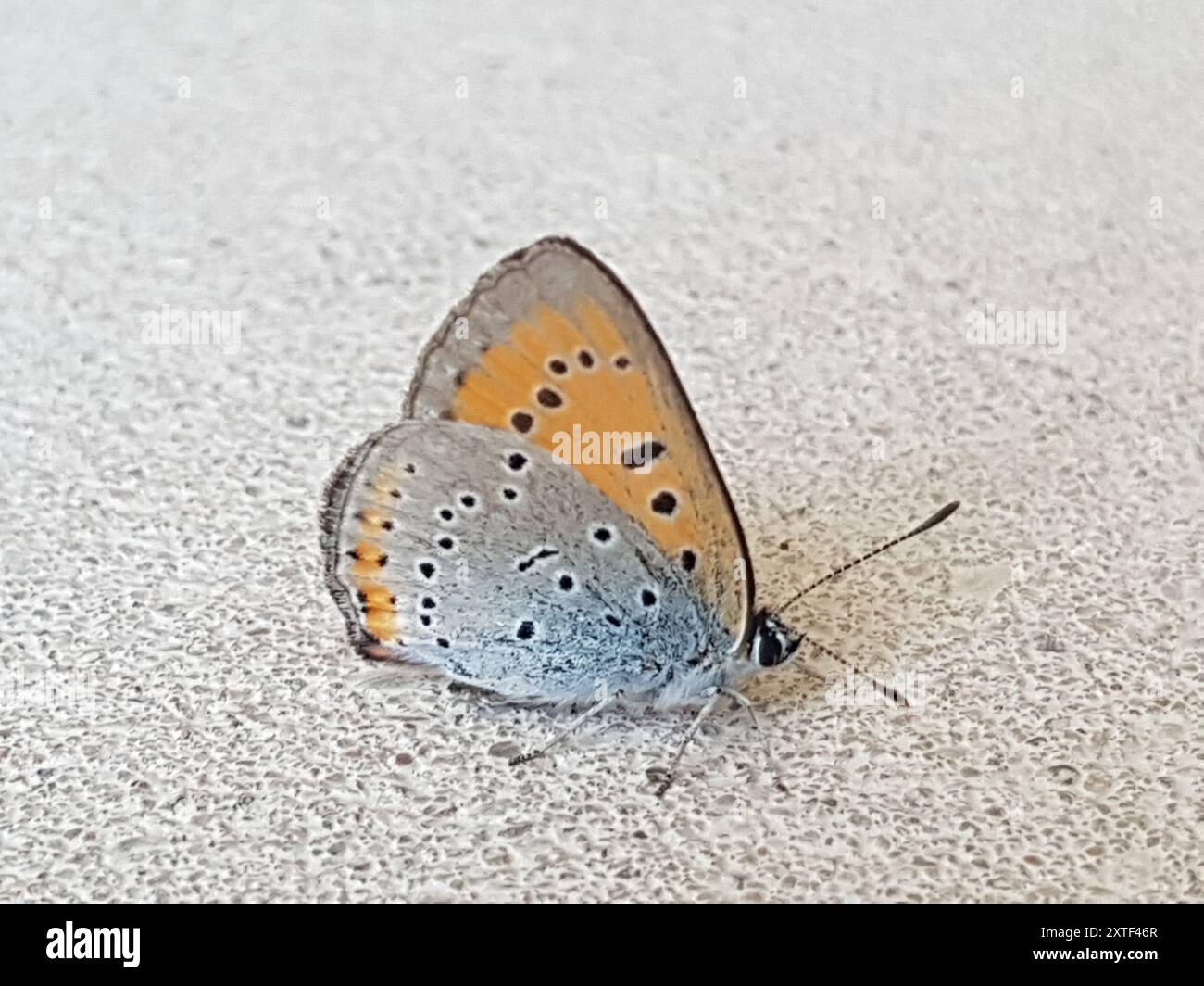 Large Copper (Lycaena dispar) Insecta Stock Photo - Alamy