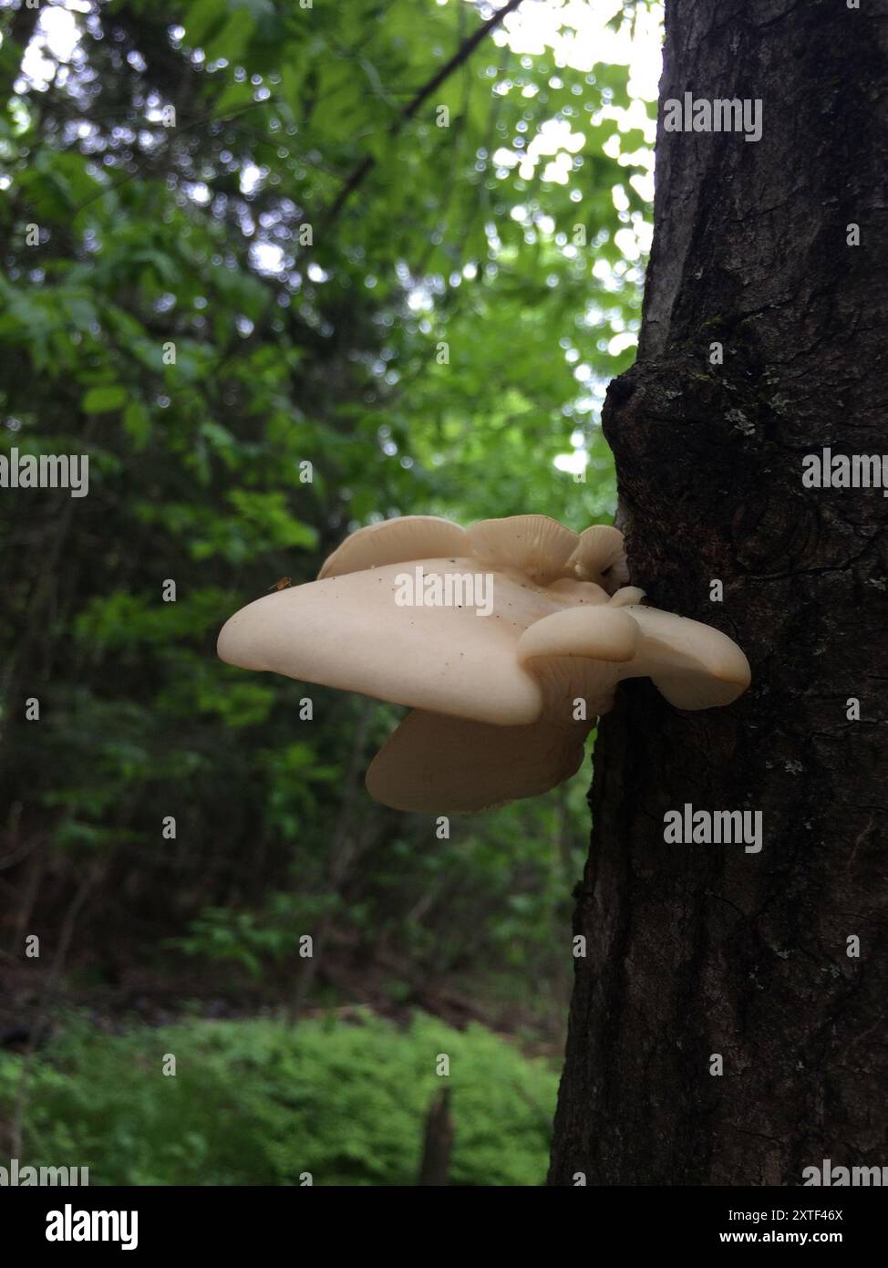 aspen oyster mushroom (Pleurotus populinus) Fungi Stock Photo - Alamy