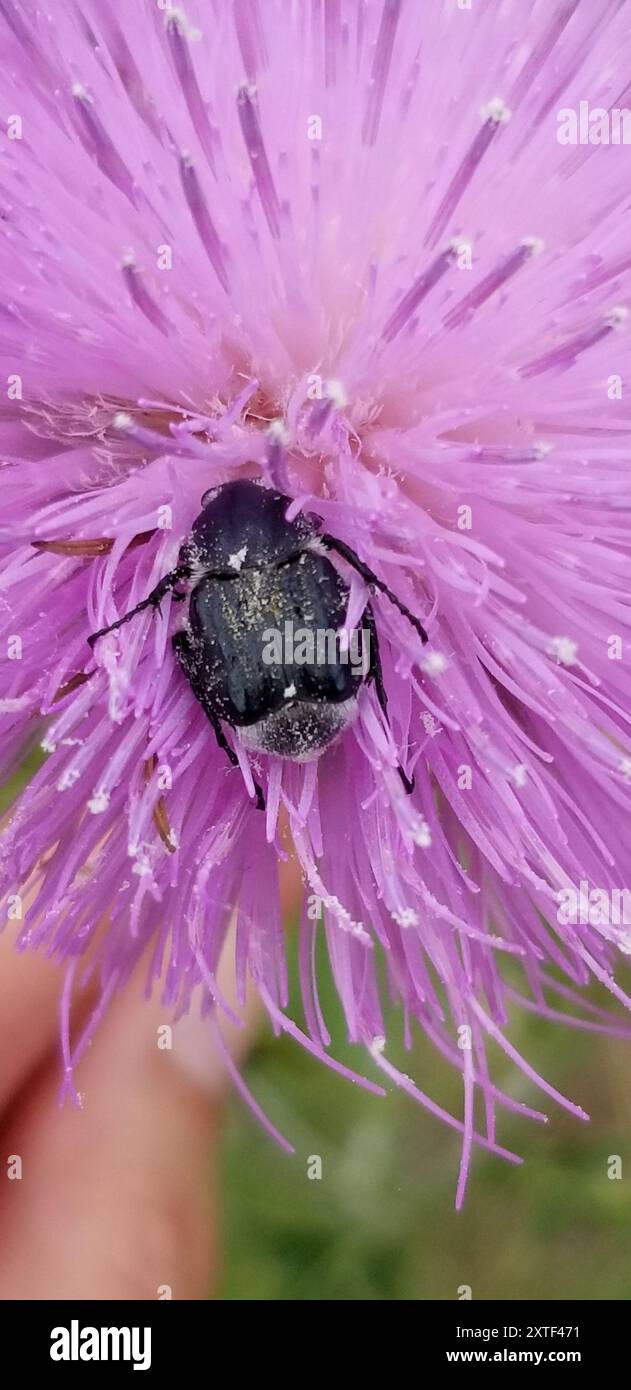 Beetles (Coleoptera) Insecta Stock Photo - Alamy