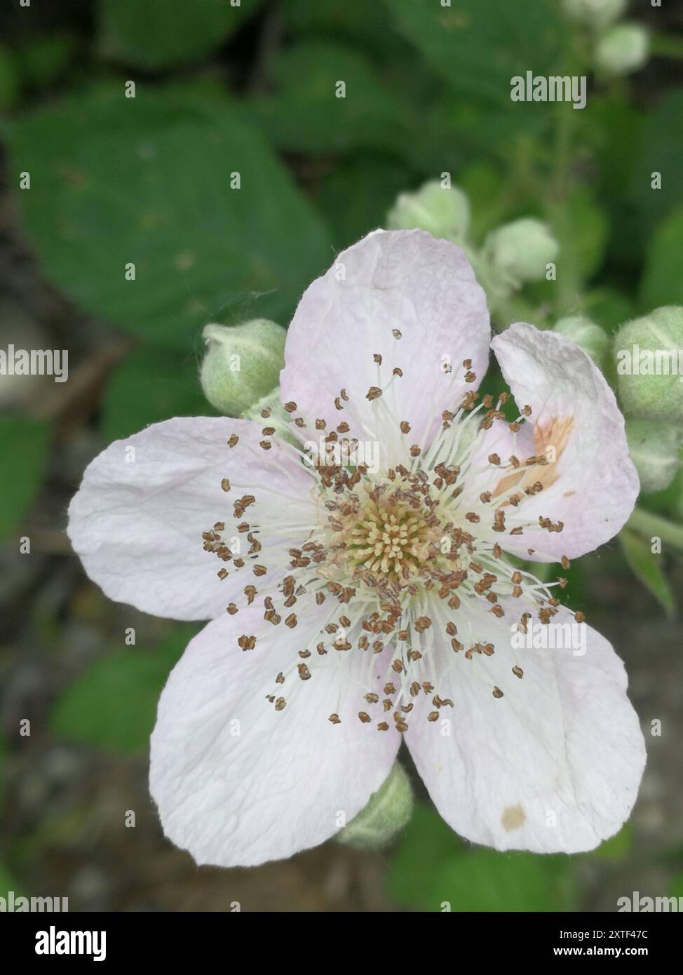 European bramble complex (Rubus fruticosus) Plantae Stock Photo - Alamy