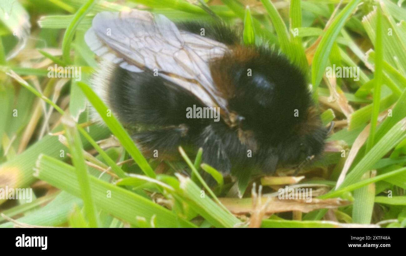 Tree Bumble Bee (Bombus hypnorum) Insecta Stock Photo - Alamy