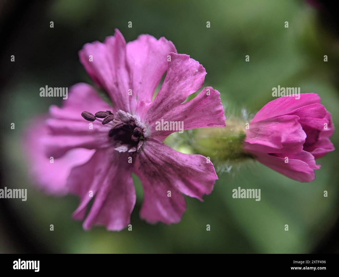 (Microbotryum silenes-dioicae) Fungi Stock Photo - Alamy