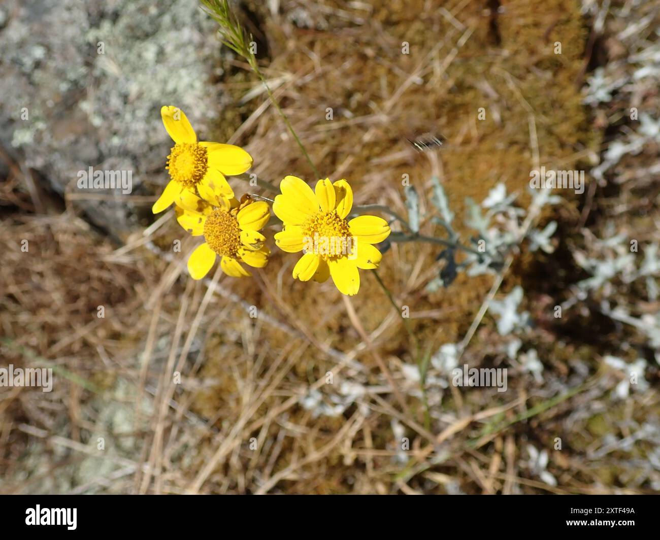 common woolly sunflower (Eriophyllum lanatum) Plantae Stock Photo - Alamy
