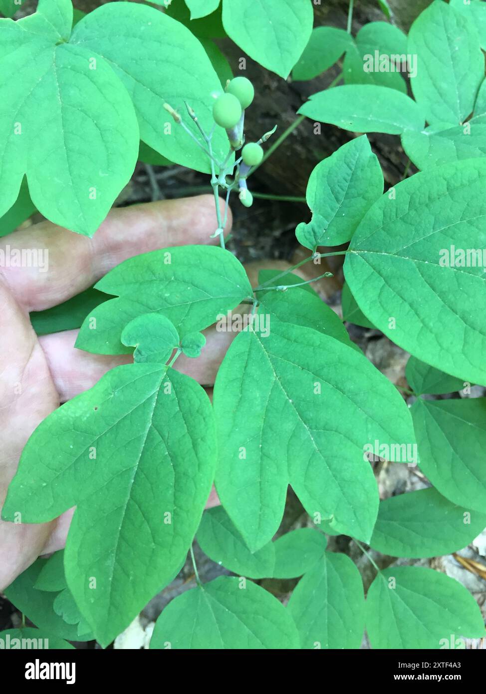 blue cohosh (Caulophyllum thalictroides) Plantae Stock Photo - Alamy