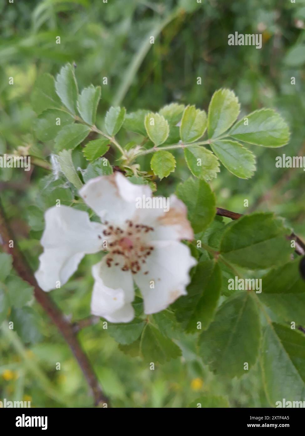 multiflora rose (Rosa multiflora) Plantae Stock Photo - Alamy