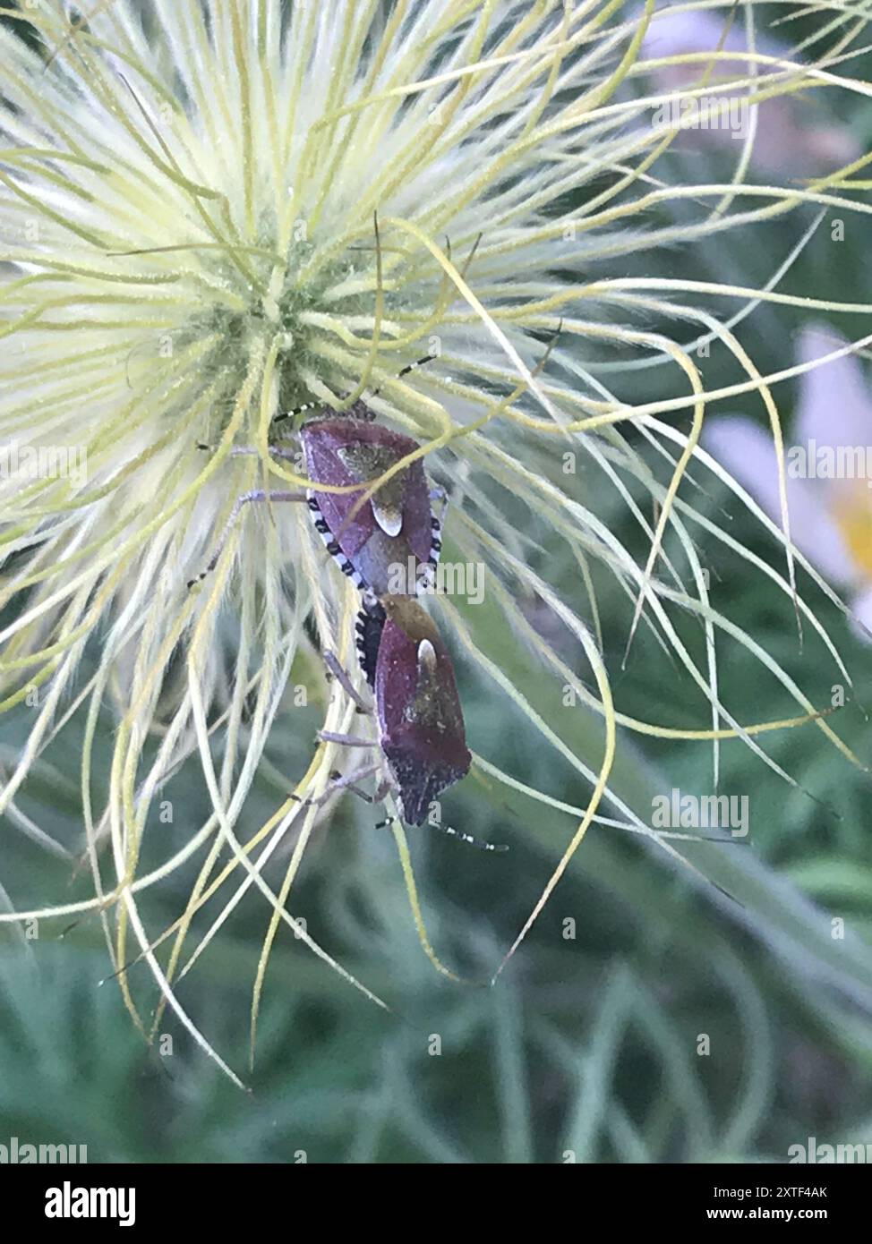 Sloe Bug (Dolycoris baccarum) Insecta Stock Photo - Alamy
