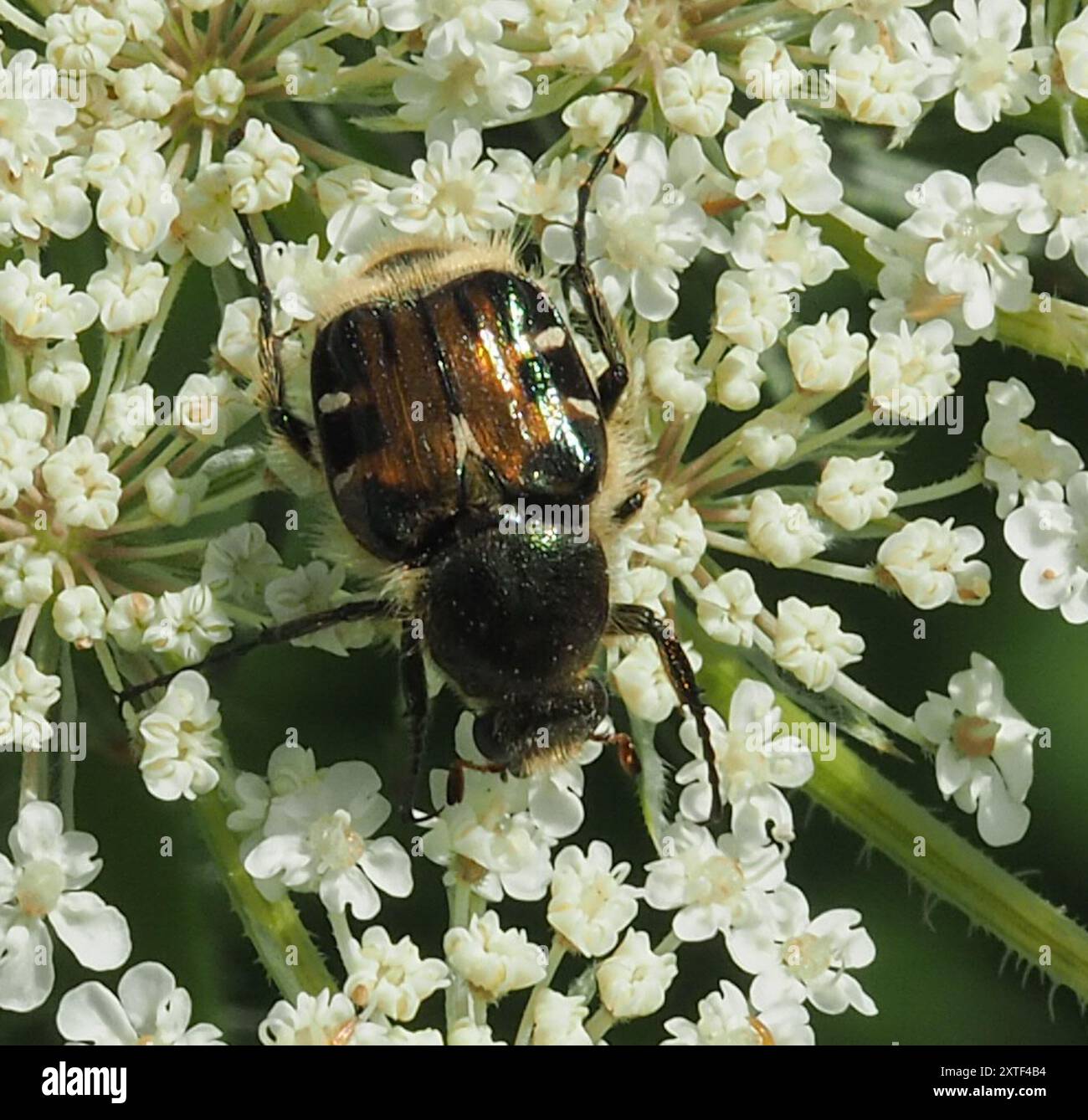 Bee-like Flower Scarabs (Trichiotinus) Insecta Stock Photo - Alamy