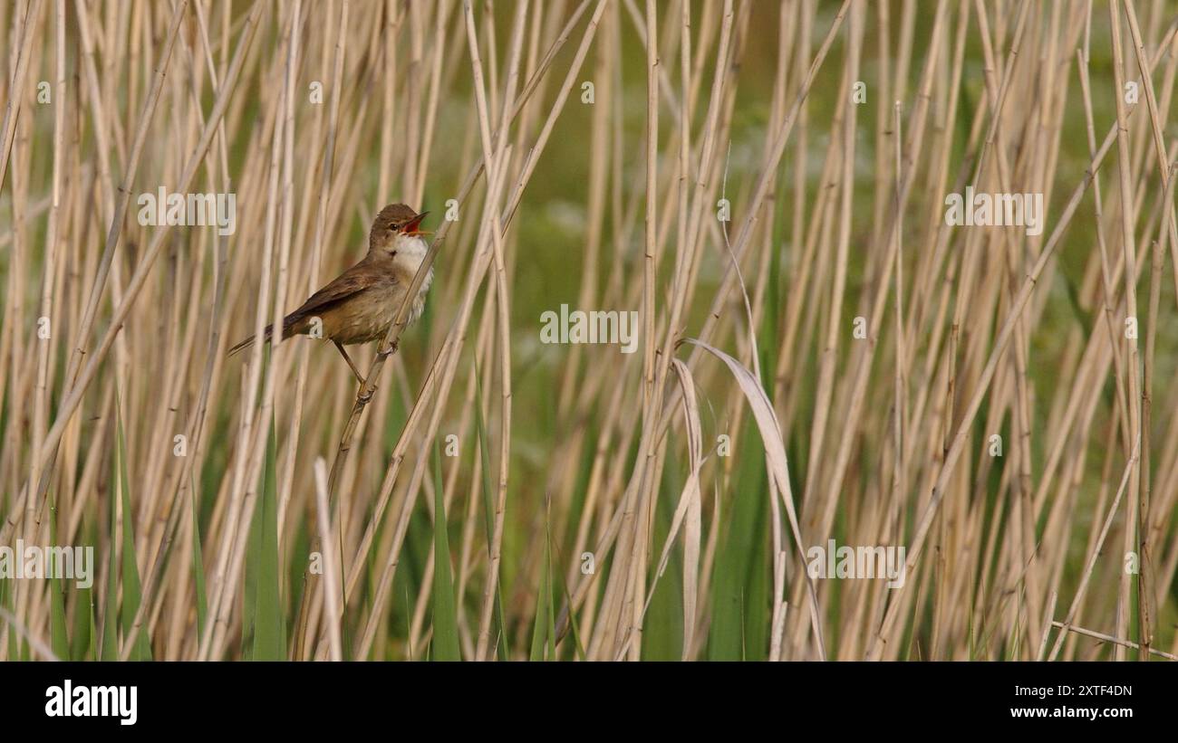 Common Reed Warbler (Acrocephalus scirpaceus) Aves Stock Photo - Alamy