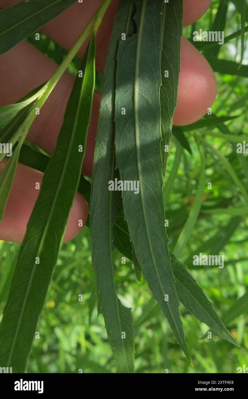 interior sandbar willow (Salix interior) Plantae Stock Photo - Alamy