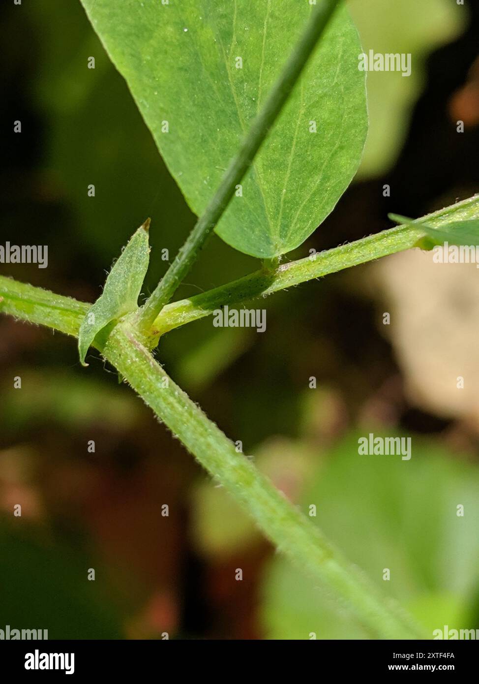 Sierra Nevada Peavine (Lathyrus nevadensis) Plantae Stock Photo - Alamy