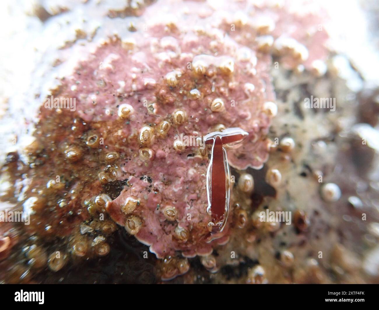 Crustose coralline algae (Lithothamnion) Plantae Stock Photo - Alamy