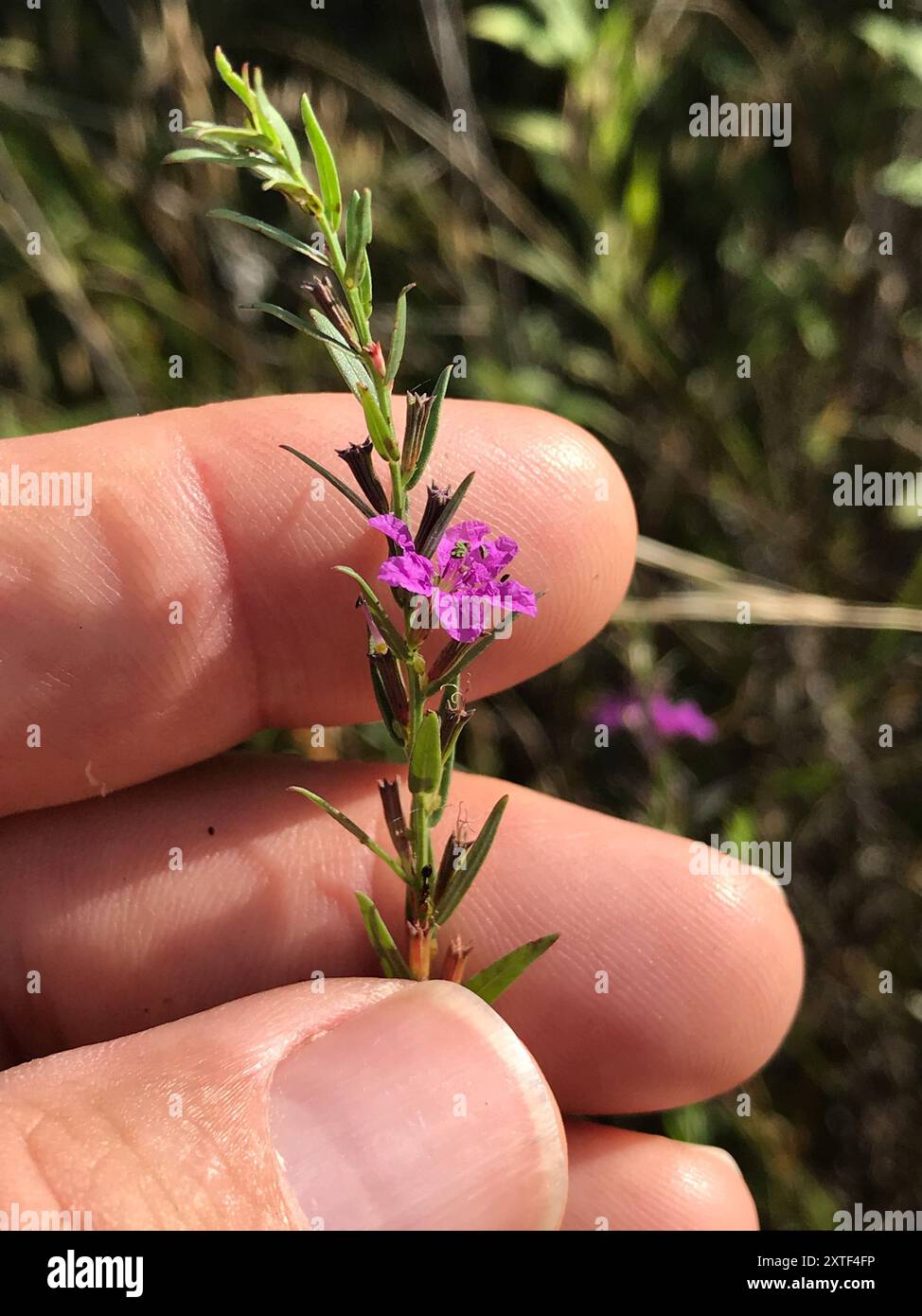 Lythrum Loosestrifes (Lythrum) Plantae Stock Photo - Alamy