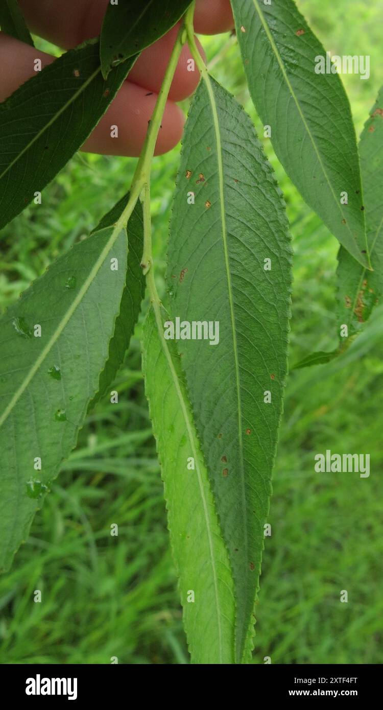 crack willow (Salix euxina) Plantae Stock Photo - Alamy