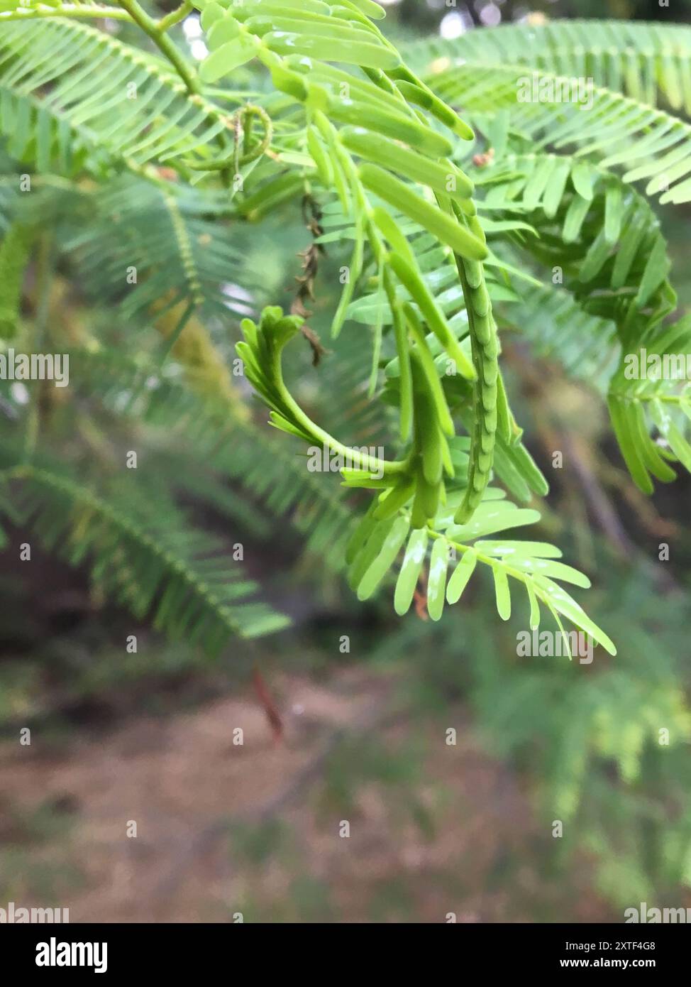 mesquite (Neltuma juliflora) Plantae Stock Photo - Alamy