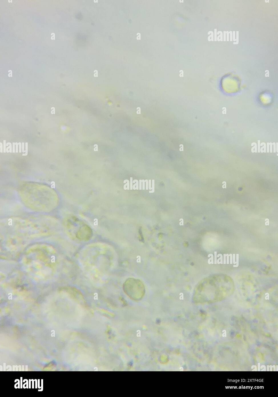 Bleeding Bonnet (Mycena sanguinolenta) Fungi Stock Photo - Alamy