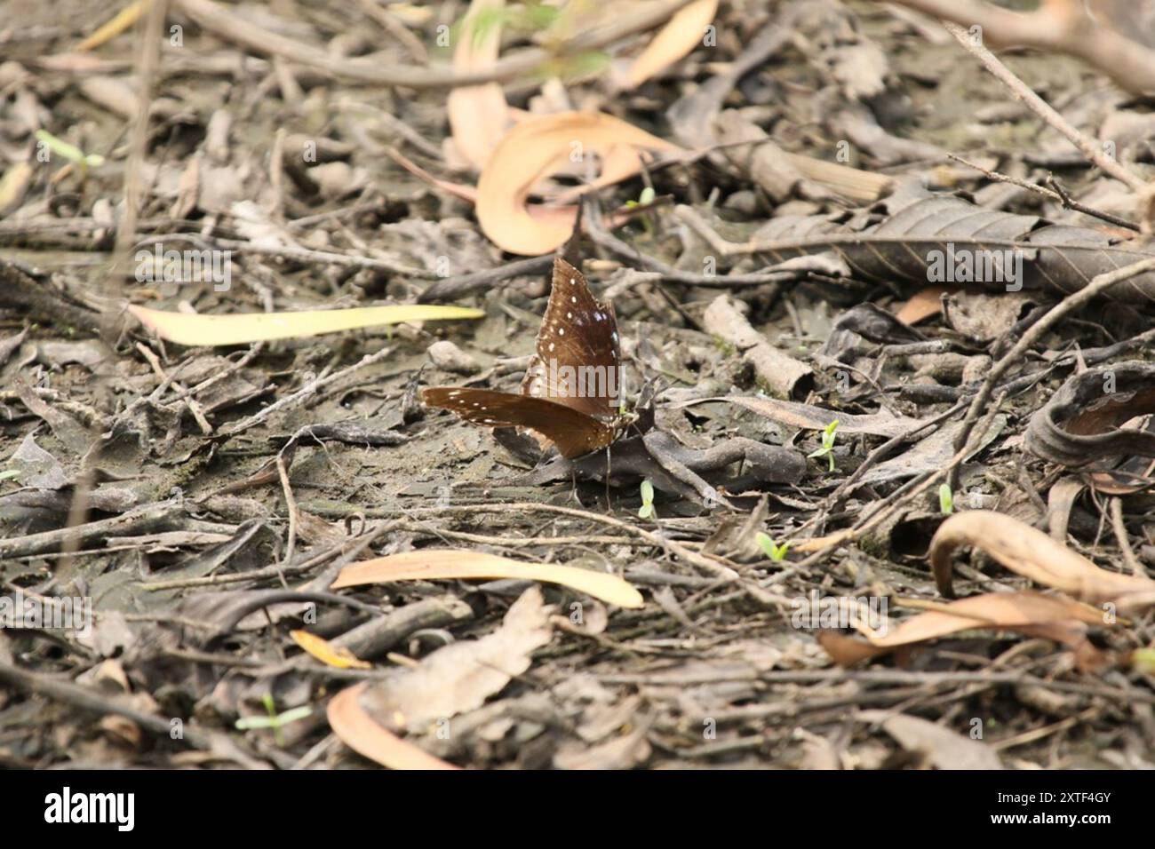 Great Eggfly (Hypolimnas bolina) Insecta Stock Photo - Alamy