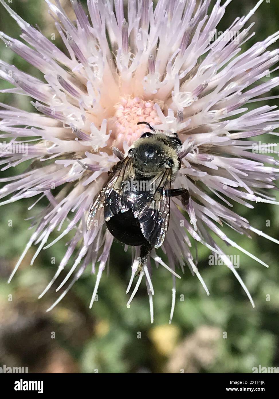 Common Digger Bees (Anthophora) Insecta Stock Photo - Alamy