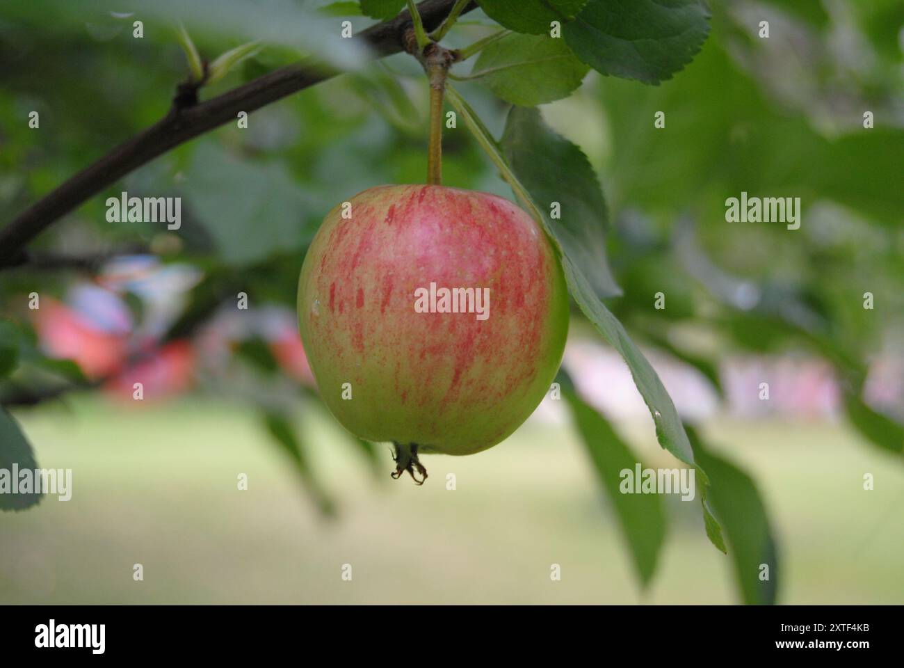Scab on apple tree hi-res stock photography and images - Alamy