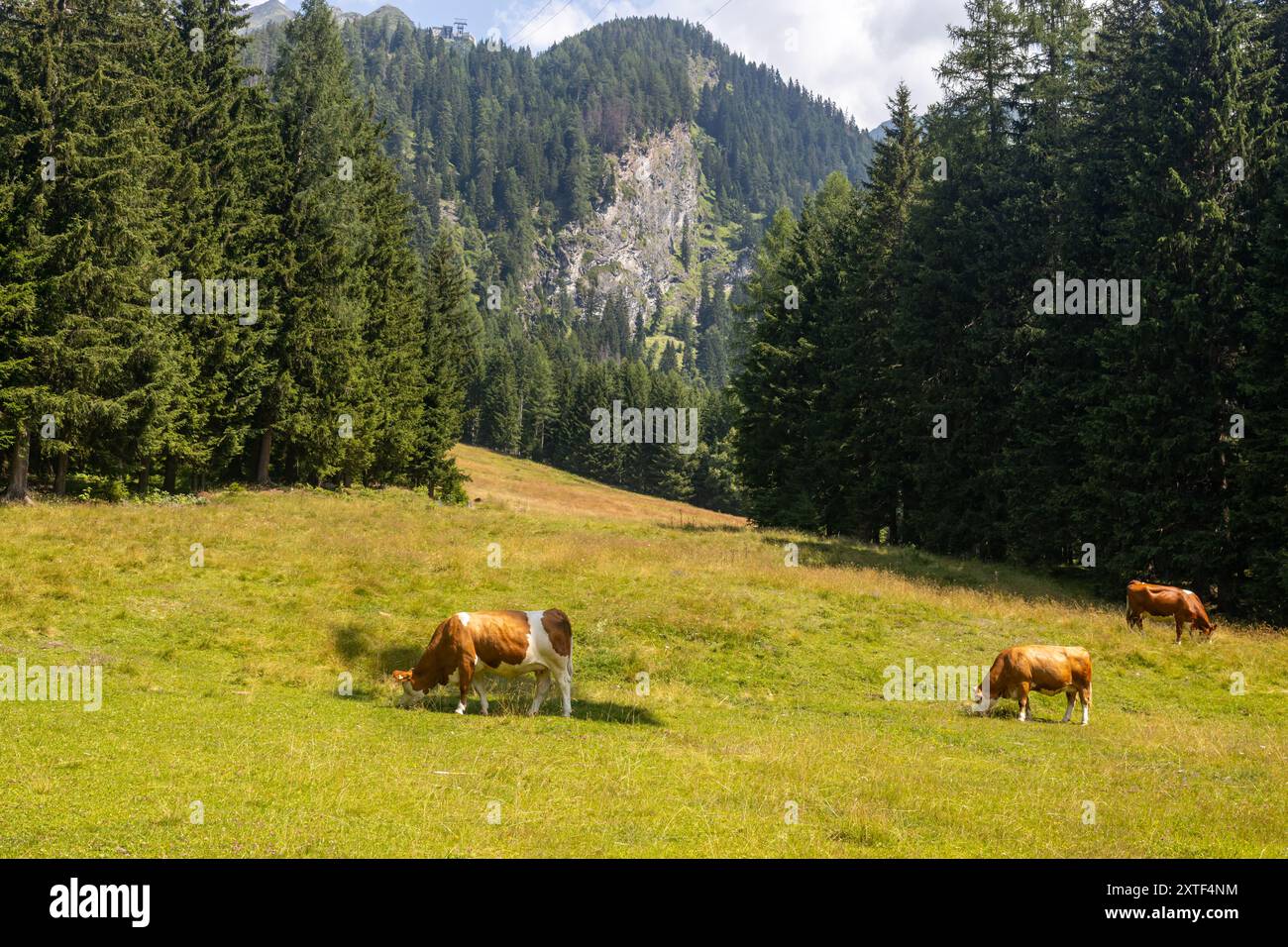 Impressionen aus Mallnitz Nationalpark Hohe Tauern Seebachtal Stock ...