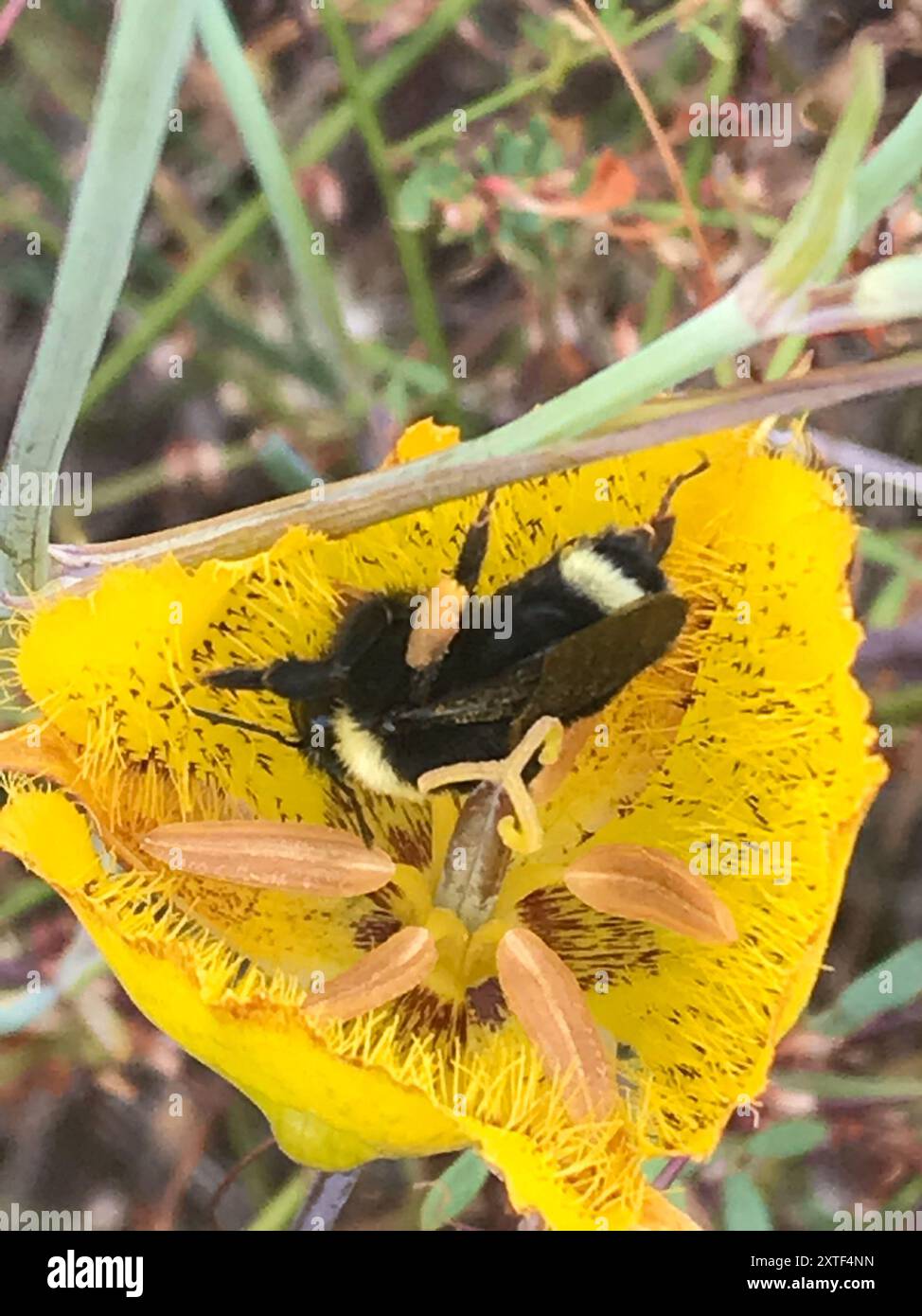California Bumble Bee (Bombus californicus) Insecta Stock Photo - Alamy