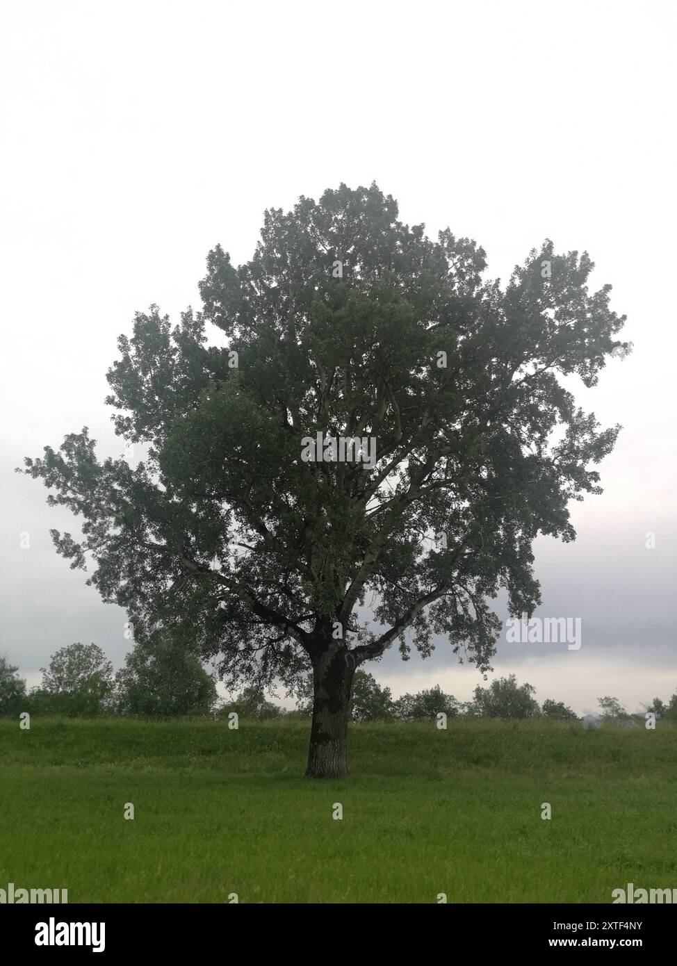 white poplar (Populus alba) Plantae Stock Photo - Alamy